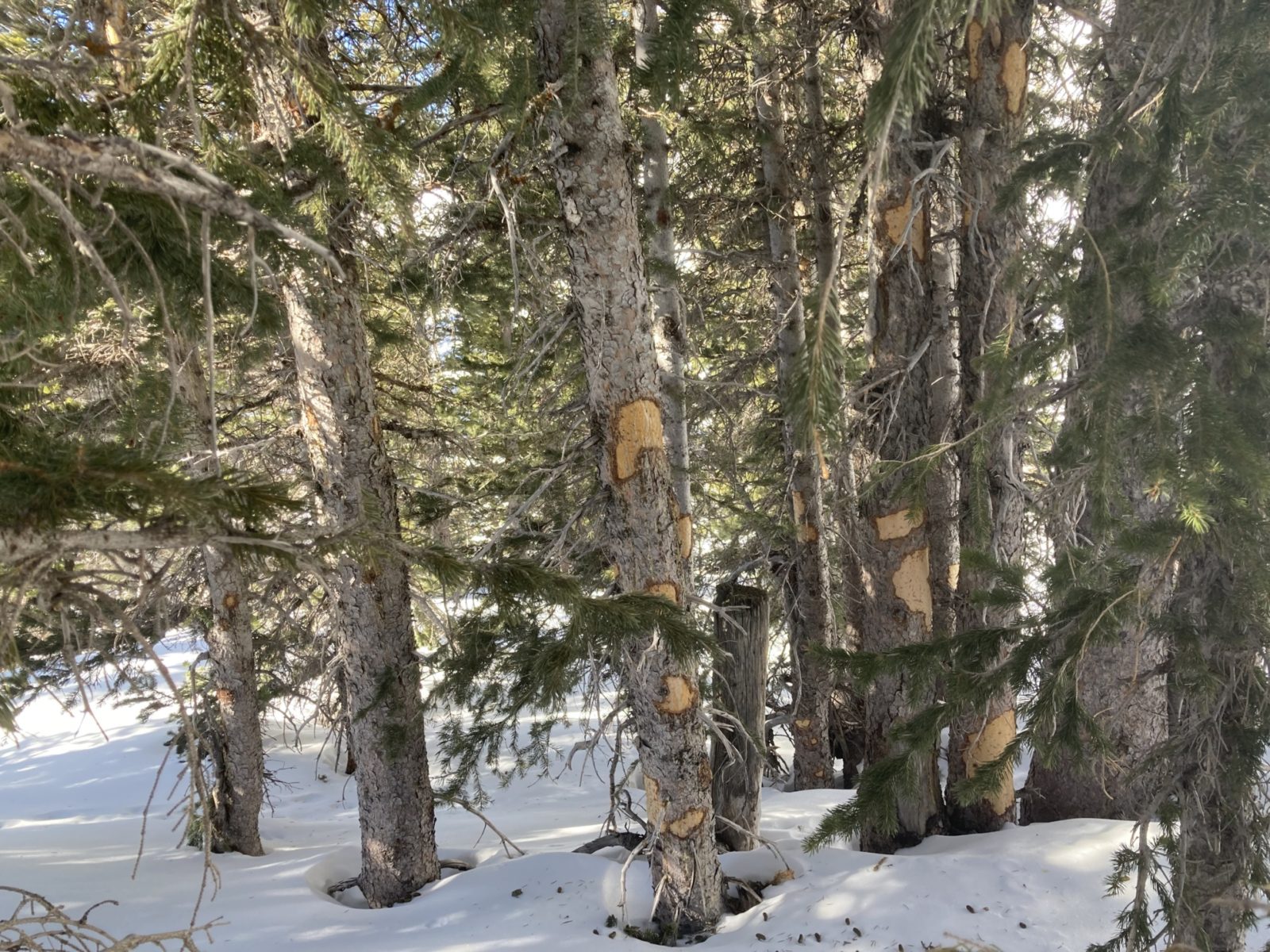 Porcupine Pine Party - Canyon Services
