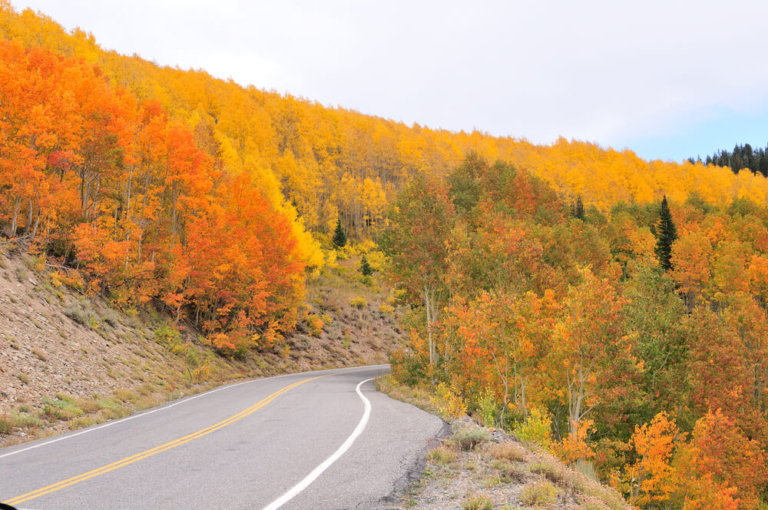 Where to See Utah Fall Colors near Alta Snowbird - Canyon Services